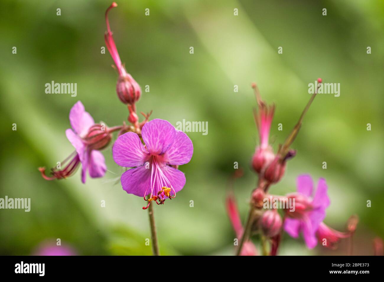Light Pink Rose geranium or Sweet scented geranium (Pelargonium ...