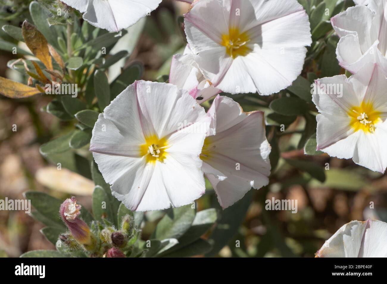 White silverbush flowers in a garden during spring Stock Photo - Alamy