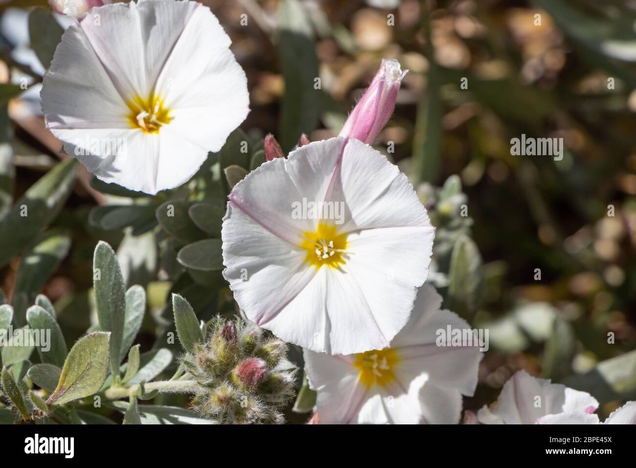 White silverbush flowers in a garden during spring Stock Photo - Alamy