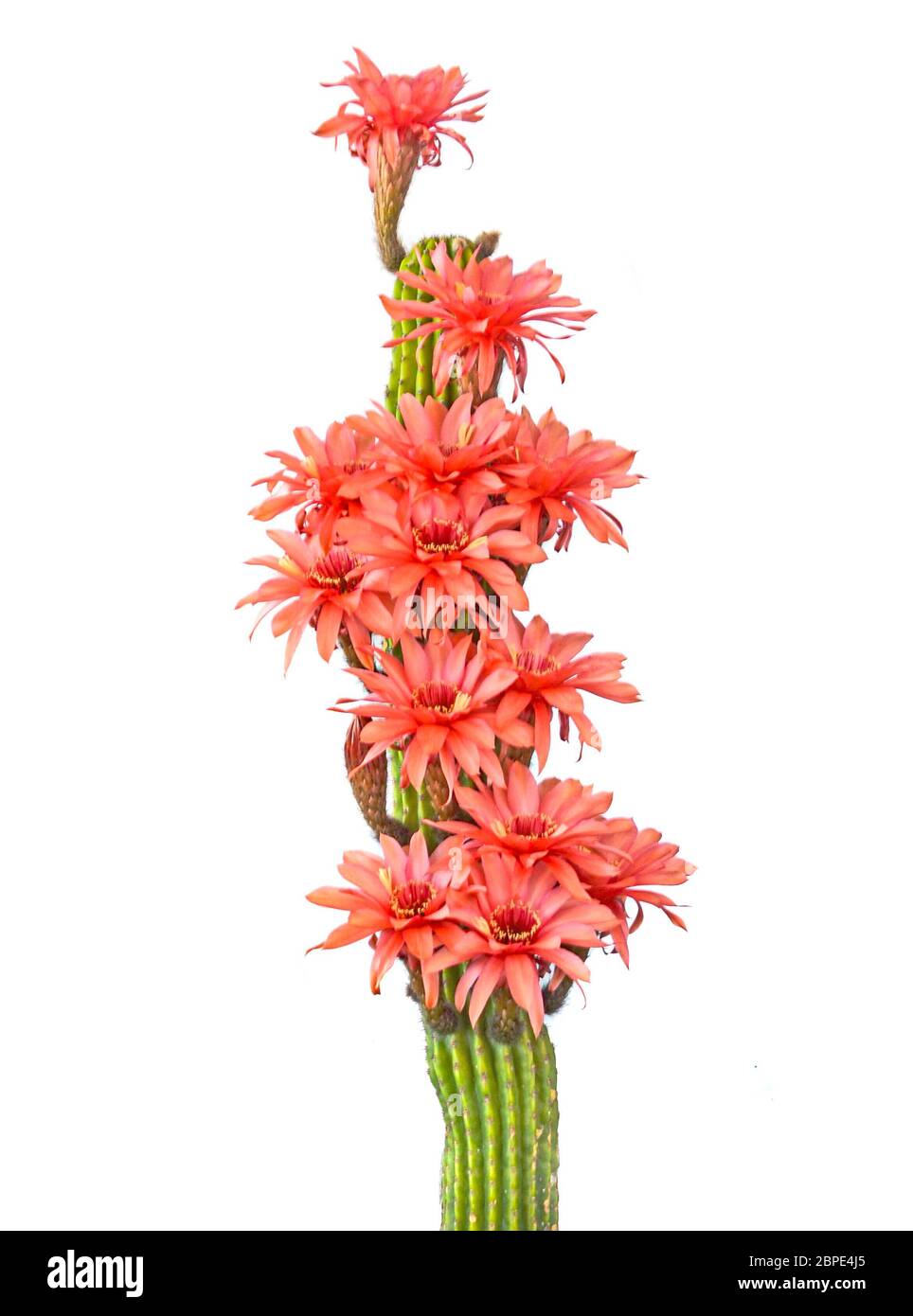 Cactus with red flowers isolated on white background Stock Photo - Alamy