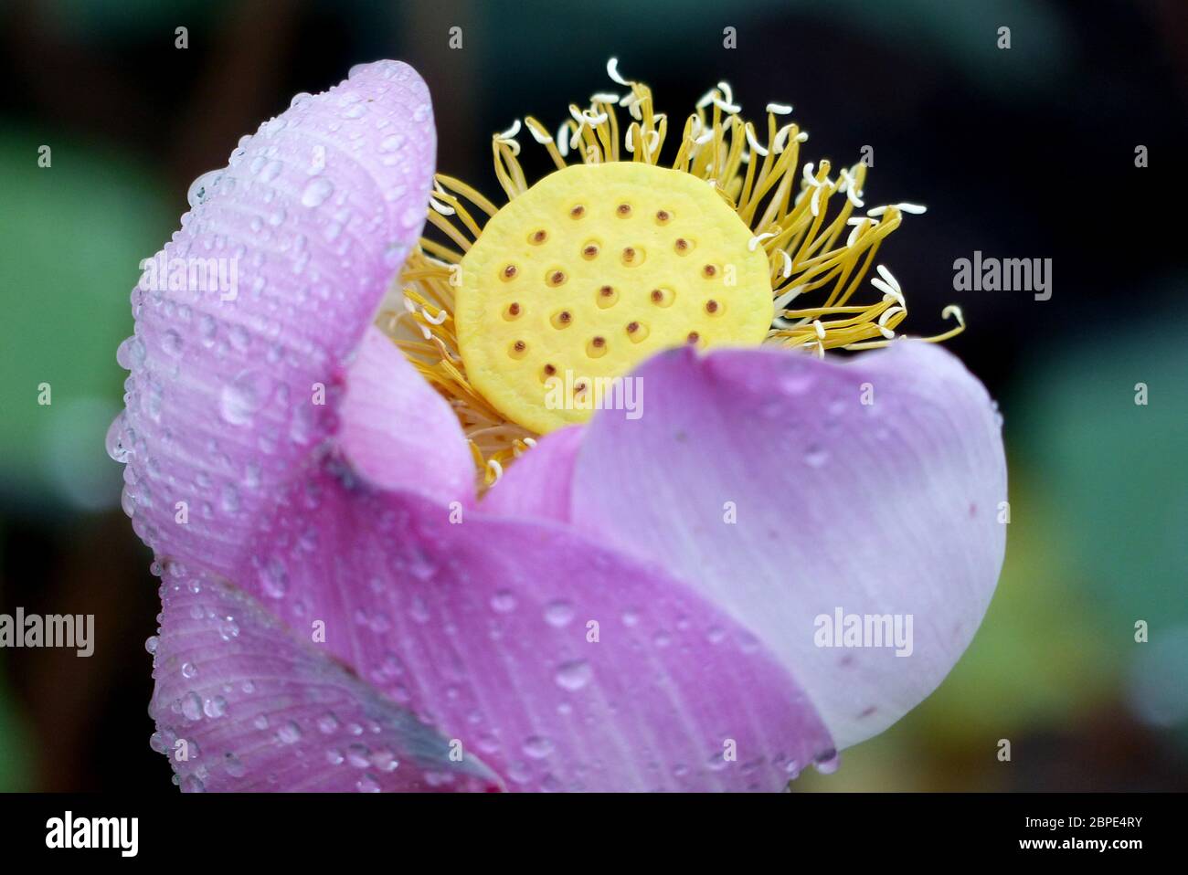 Balinese flower hi-res stock photography and images - Alamy