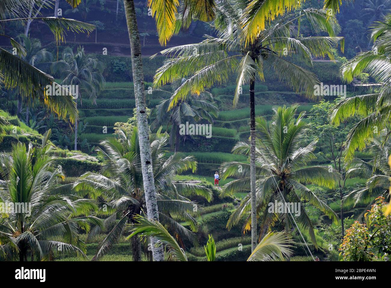 Rice Terrace in Bali, Indonesia Stock Photo - Alamy