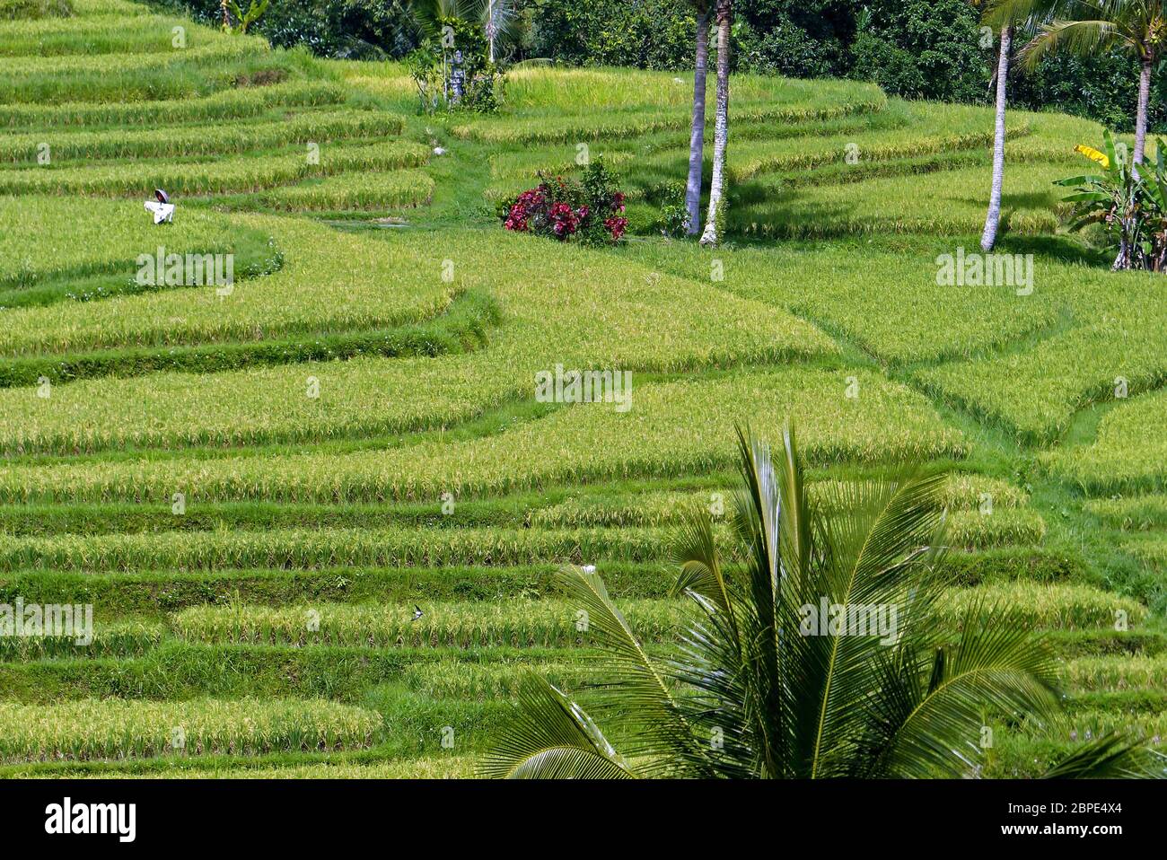 Rice Terrace in Bali, Indonesia Stock Photo - Alamy