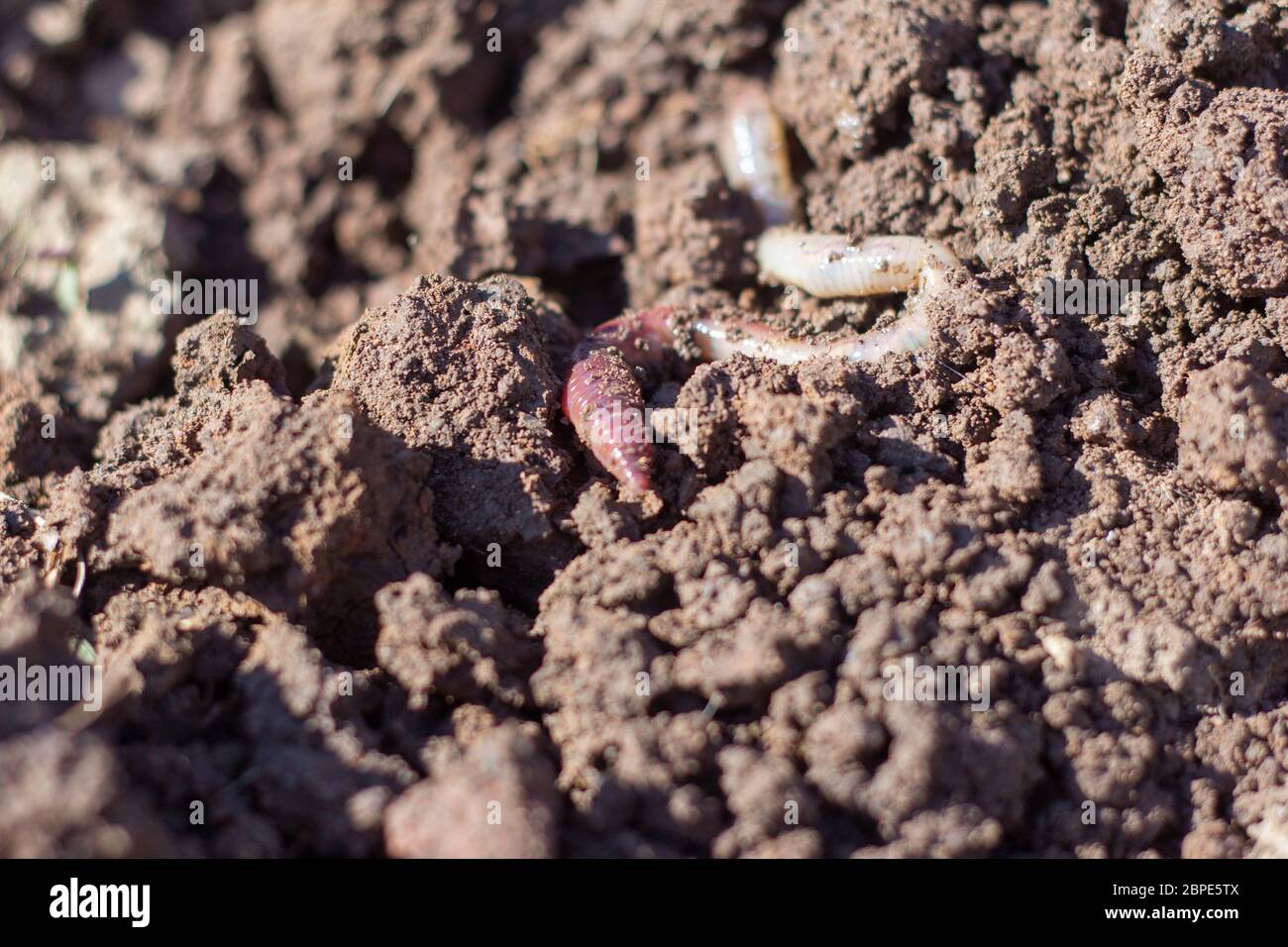 Rain worm hi-res stock photography and images - Alamy