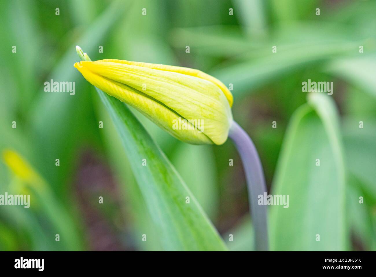Yellow tulips in the green grass. The first spring flowers. Close up ...