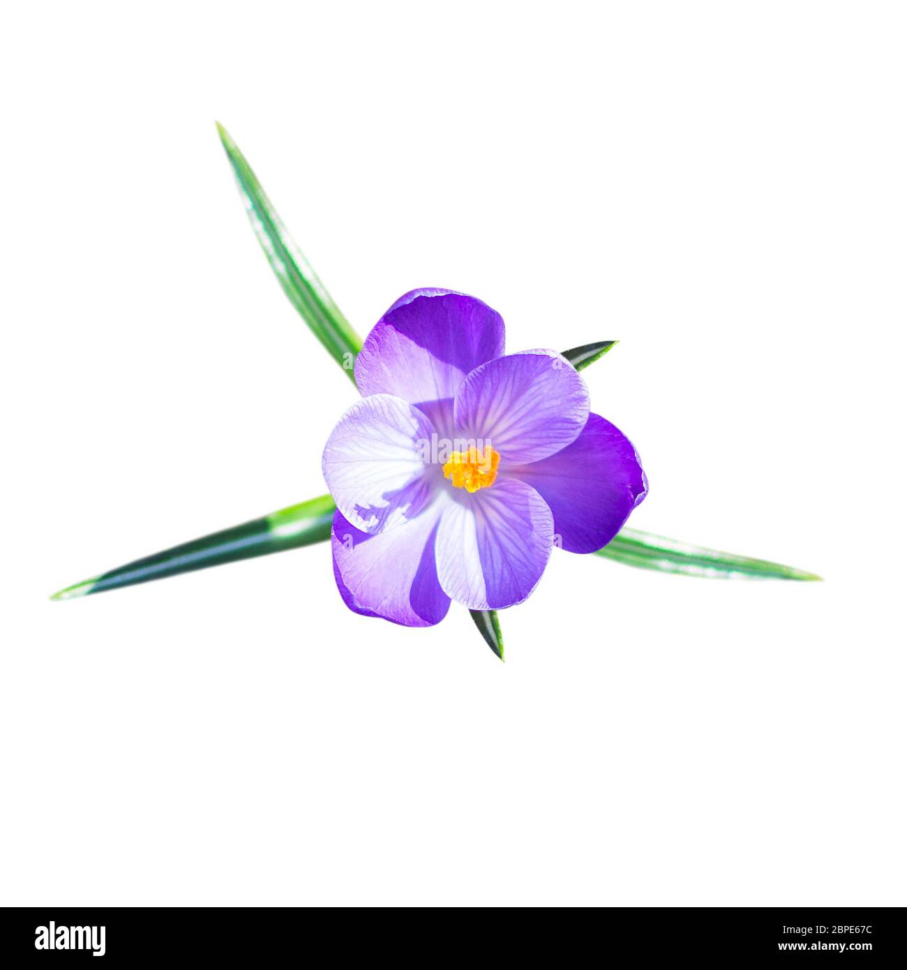 One crocus Cut Out Stock Images & Pictures - Alamy