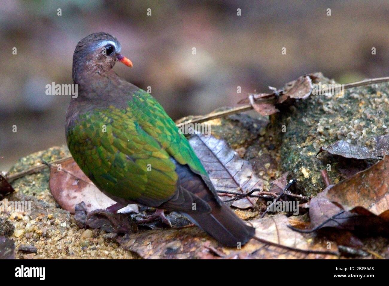 Female emerald dove hi-res stock photography and images - Alamy