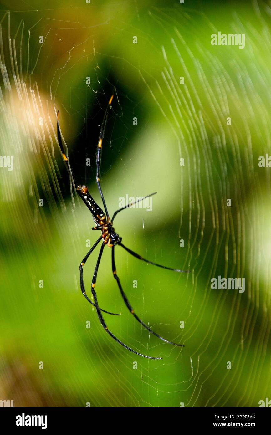 Giant Golden Orb-weaver, (Giant Wood Spider) (Nephila pilipes ...