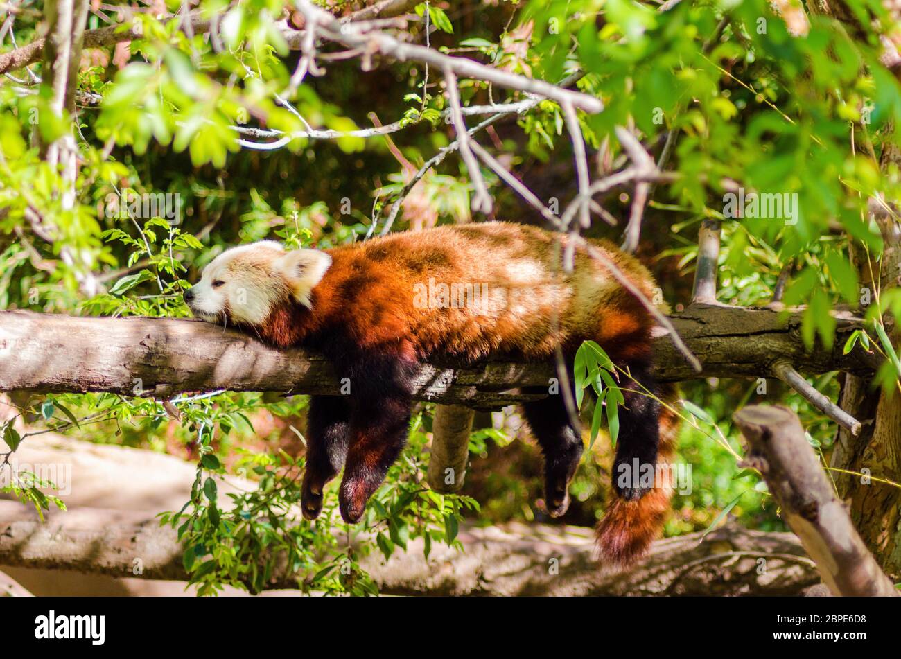 Red panda hanging on tree hi-res stock photography and images - Alamy