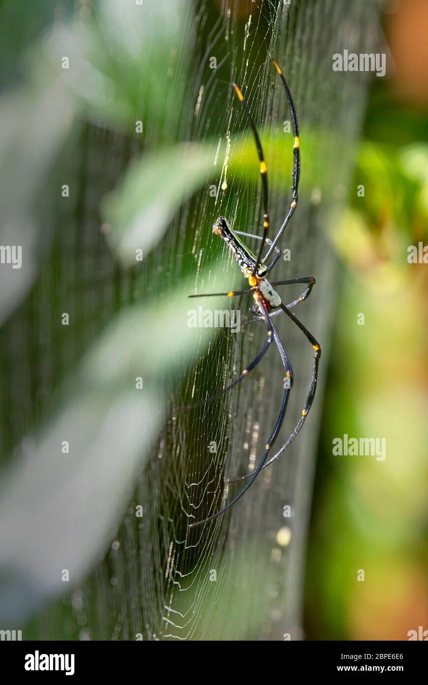 Giant Golden Orb-weaver, (Giant Wood Spider) (Nephhila pilipes ...