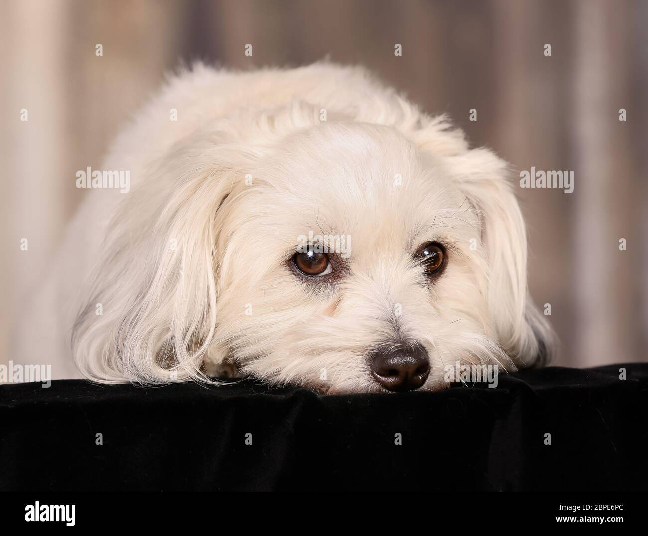 Coton de tulear dog hi-res stock photography and images - Alamy