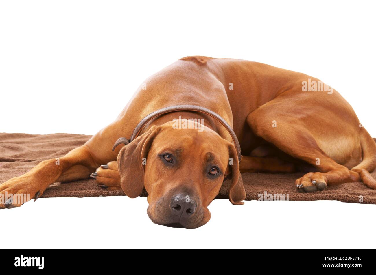 rhodesian ridgeback over a white background Stock Photo - Alamy