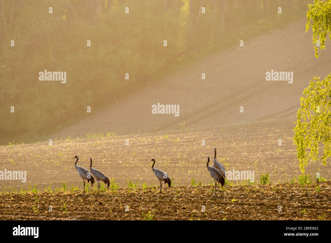 Common cranes in spring hi-res stock photography and images - Alamy