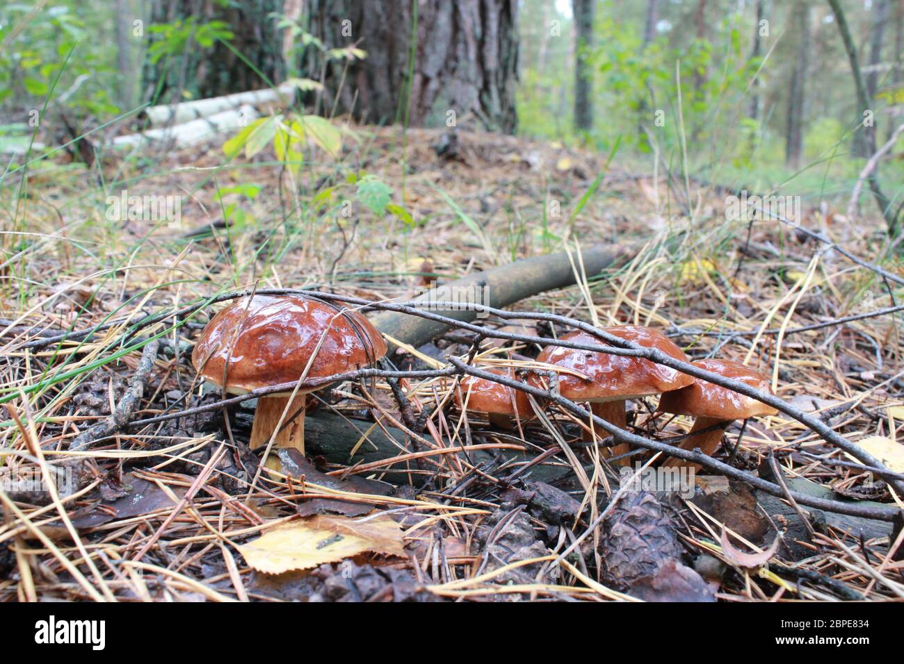 Bolet bai hi-res stock photography and images - Alamy