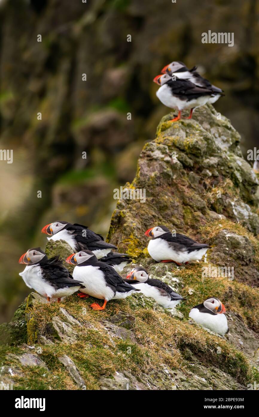 Group of puffins hi-res stock photography and images - Alamy