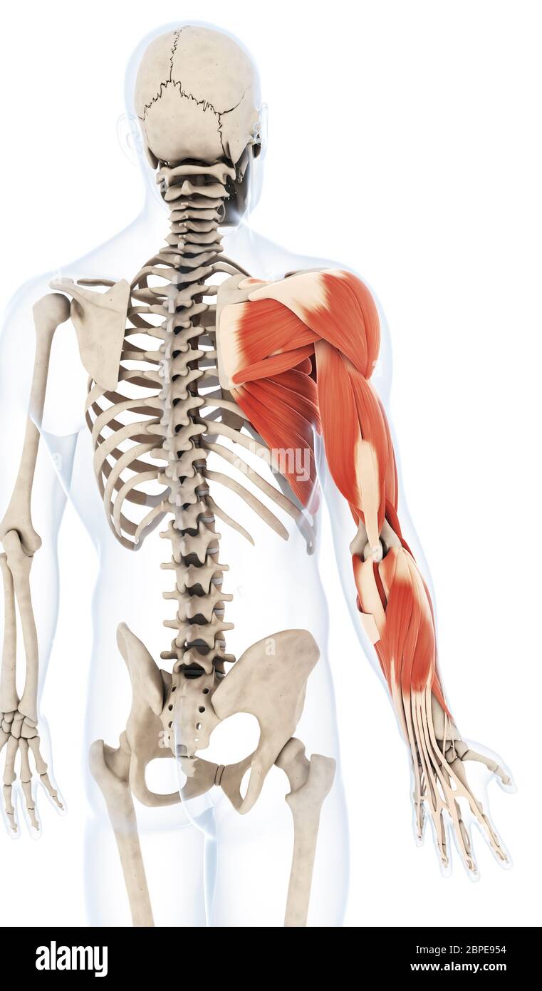 Musculature of the arm Cut Out Stock Images & Pictures - Alamy