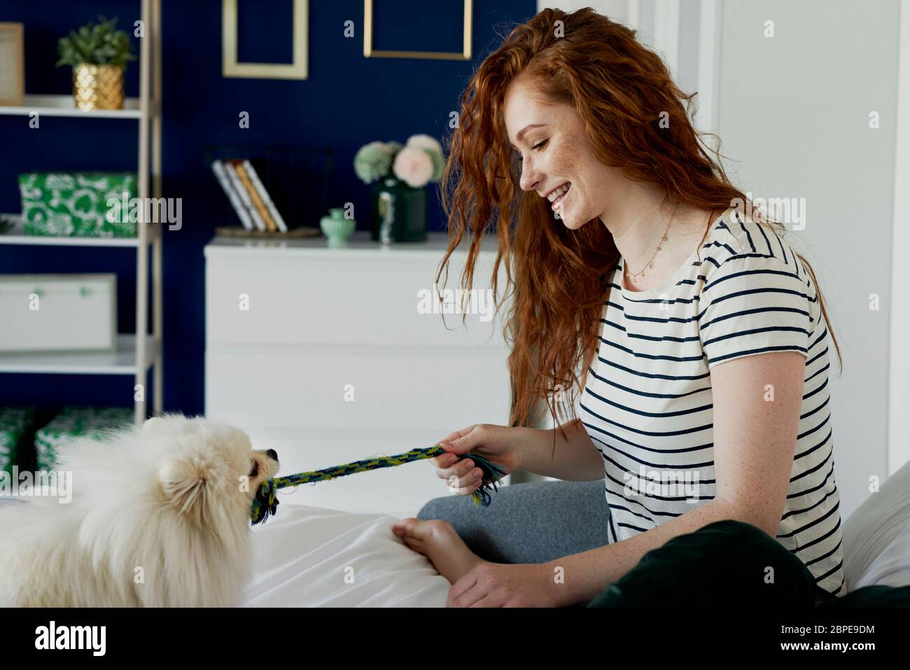 Dog pulling rope hi-res stock photography and images - Alamy