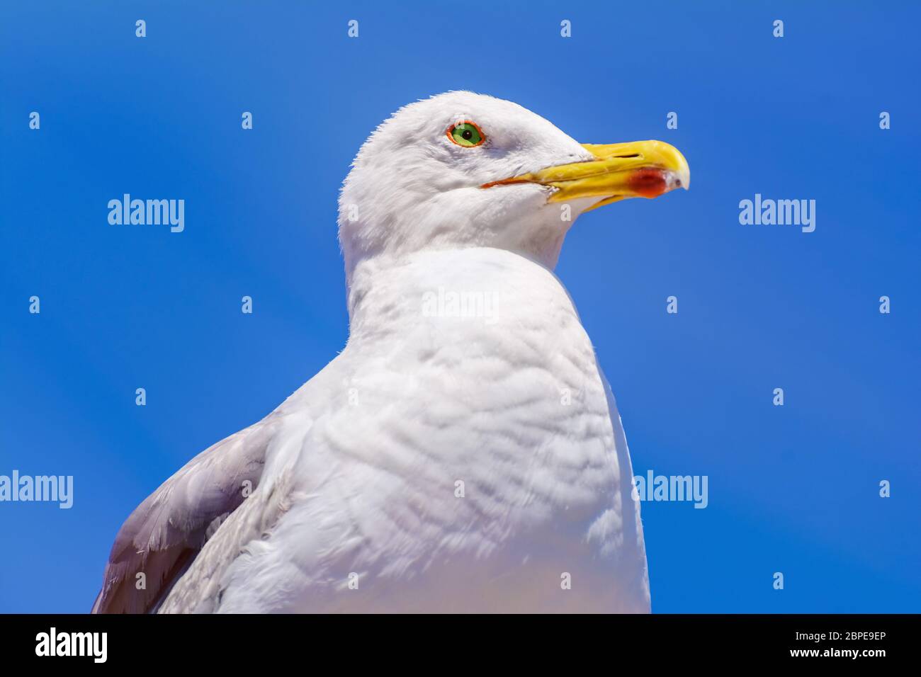 Portrait Of Seagull In Front Of Sky Background Stock Photo - Alamy