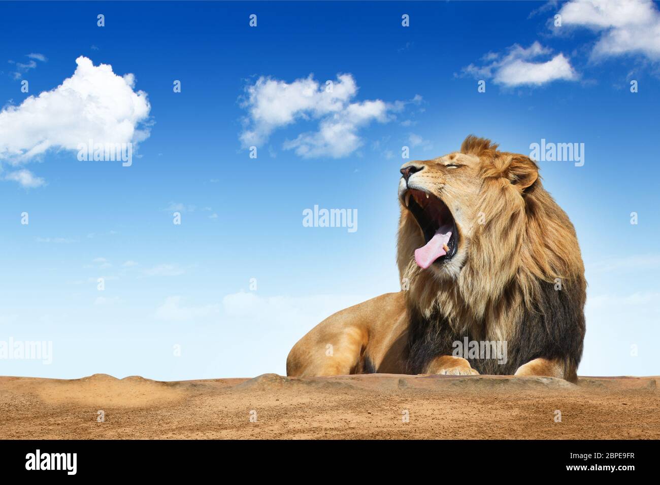 roaring lion under blue sky Stock Photo - Alamy