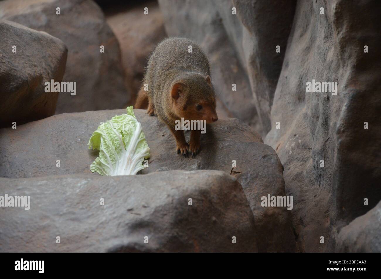 Dwarf mongoose portrait in the zoo Stock Photo - Alamy