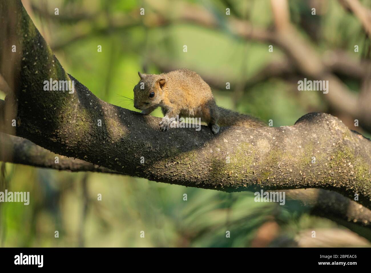 Hoary bellied himalayan squirrel hi-res stock photography and images ...