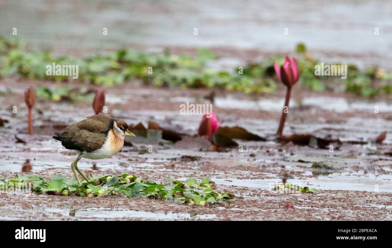 Bronze-winged jacana, Metopidius indicus, Maguri Beel, Southeast of ...