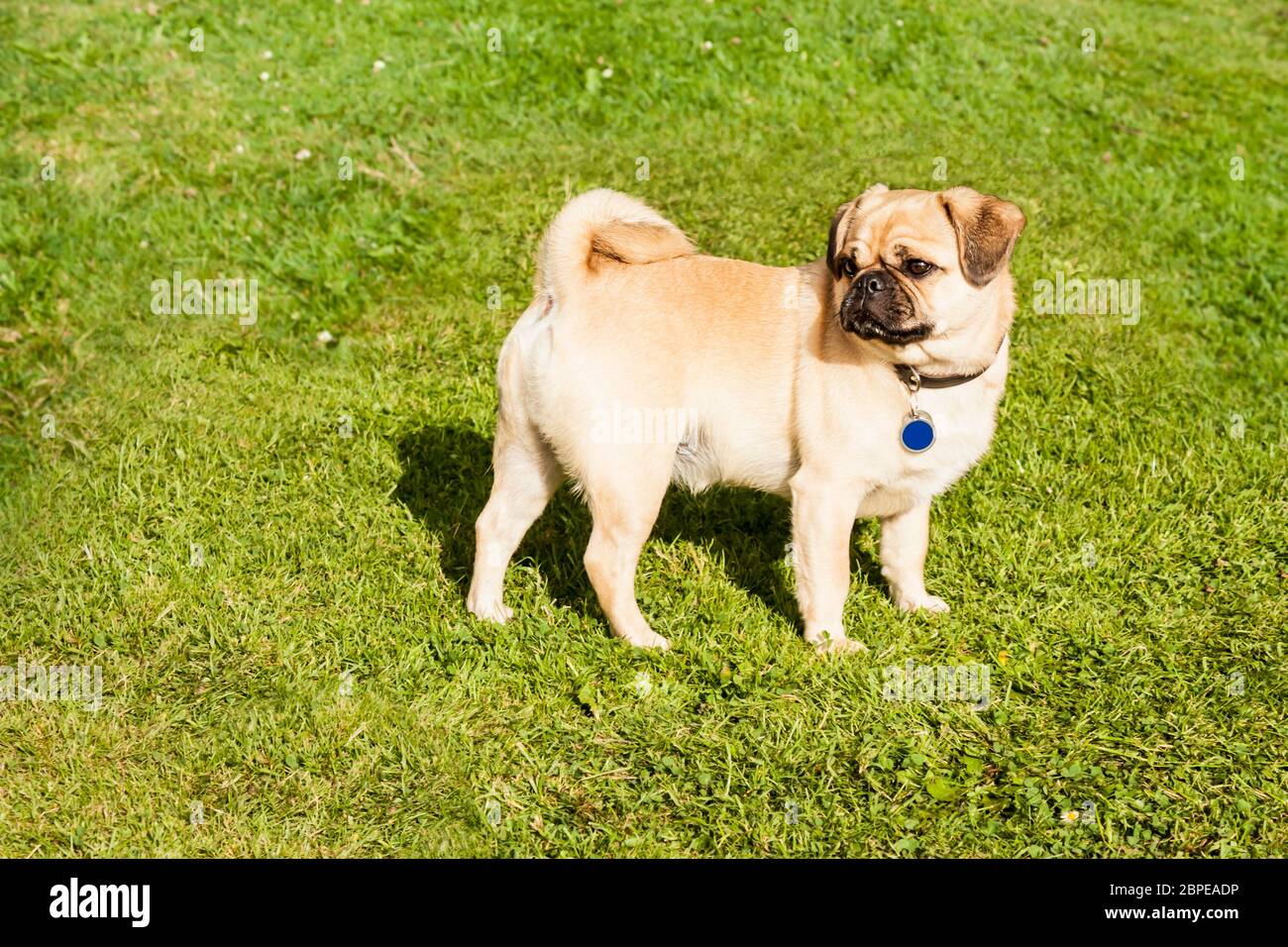 Minion park hi-res stock photography and images - Alamy