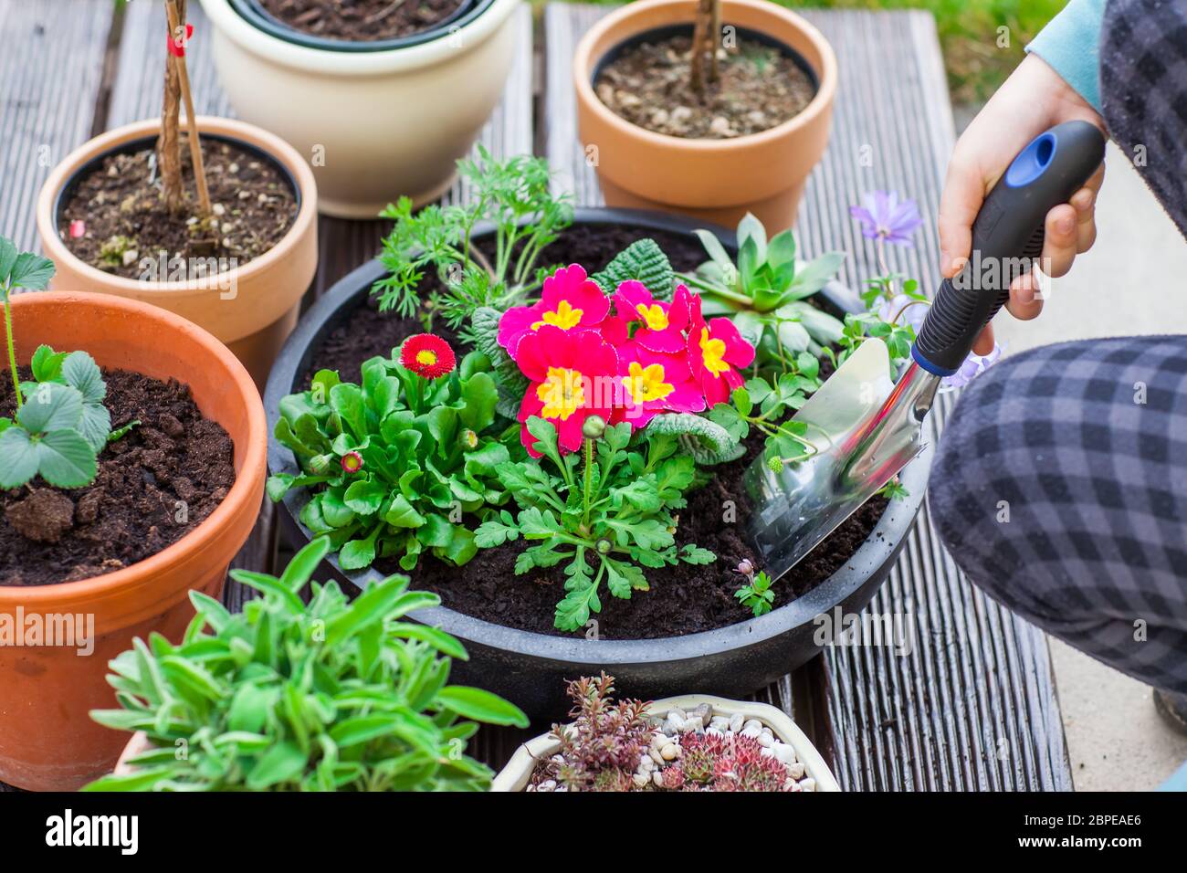 Detail of hand planting flowers and herbs Stock Photo - Alamy