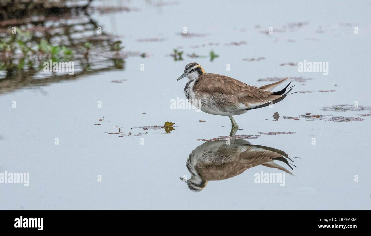 Pheasant-tailed jacana, Hydrophasianus chirurgus, Maguri Beel ...