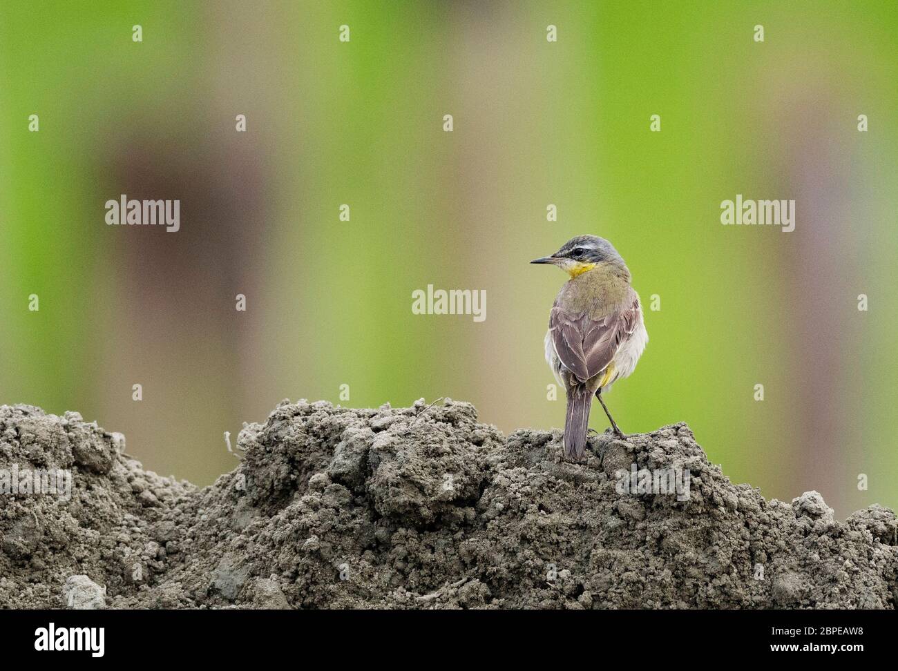 Eastern yellow wagtail motacilla tschutschensis hi-res stock ...
