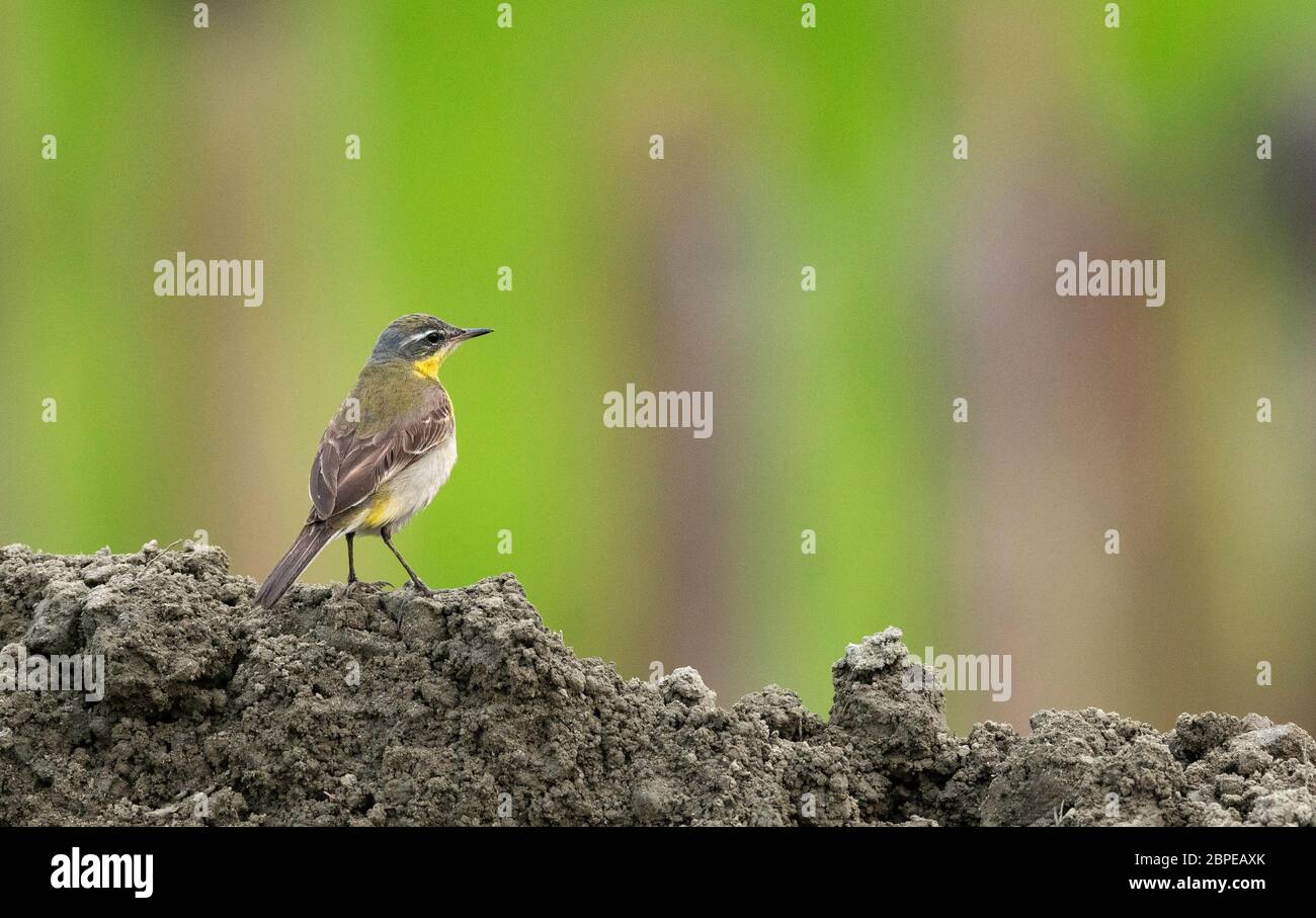 Eastern yellow wagtail, Motacilla tschutschensis, Maguri Beel ...