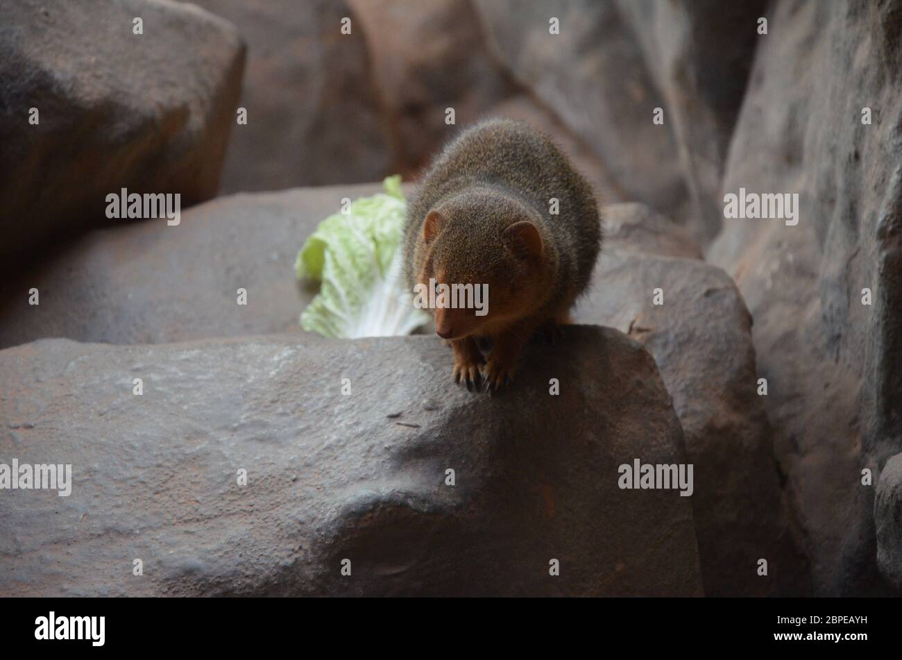 Dwarf mongoose portrait in the zoo Stock Photo - Alamy
