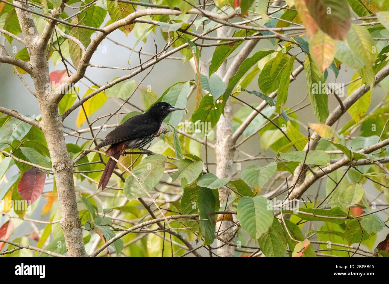 Maroon Oriole, Oriolus traillii, Dehing Patkai Wild life Sanctuary ...