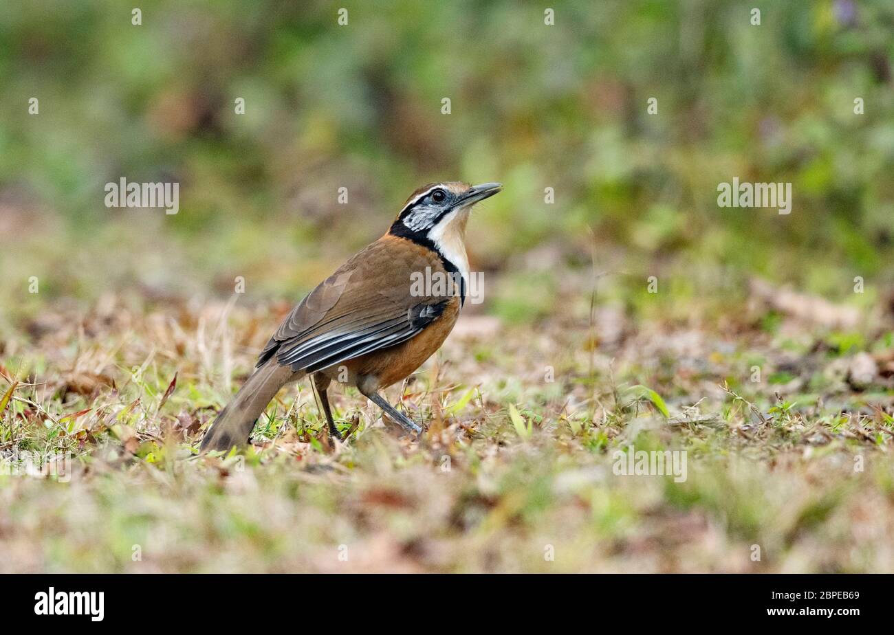 Greater necklaced laughingthrush, Garrulax pectoralis, Dehing Patkai ...