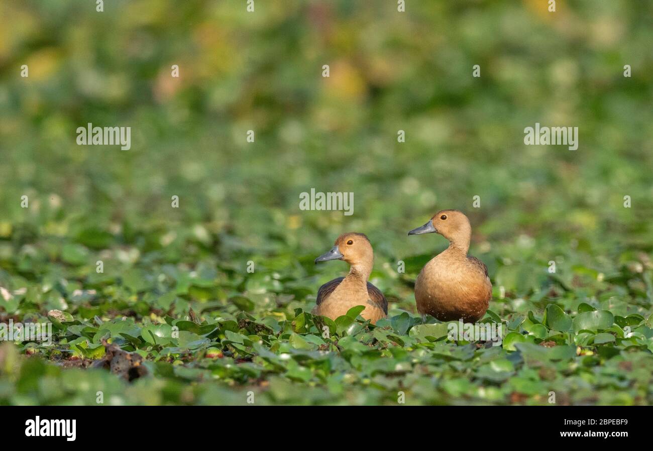 Lesser whistling duck, Dendrocygna javanica, Maguri Beel, Tinsukia ...
