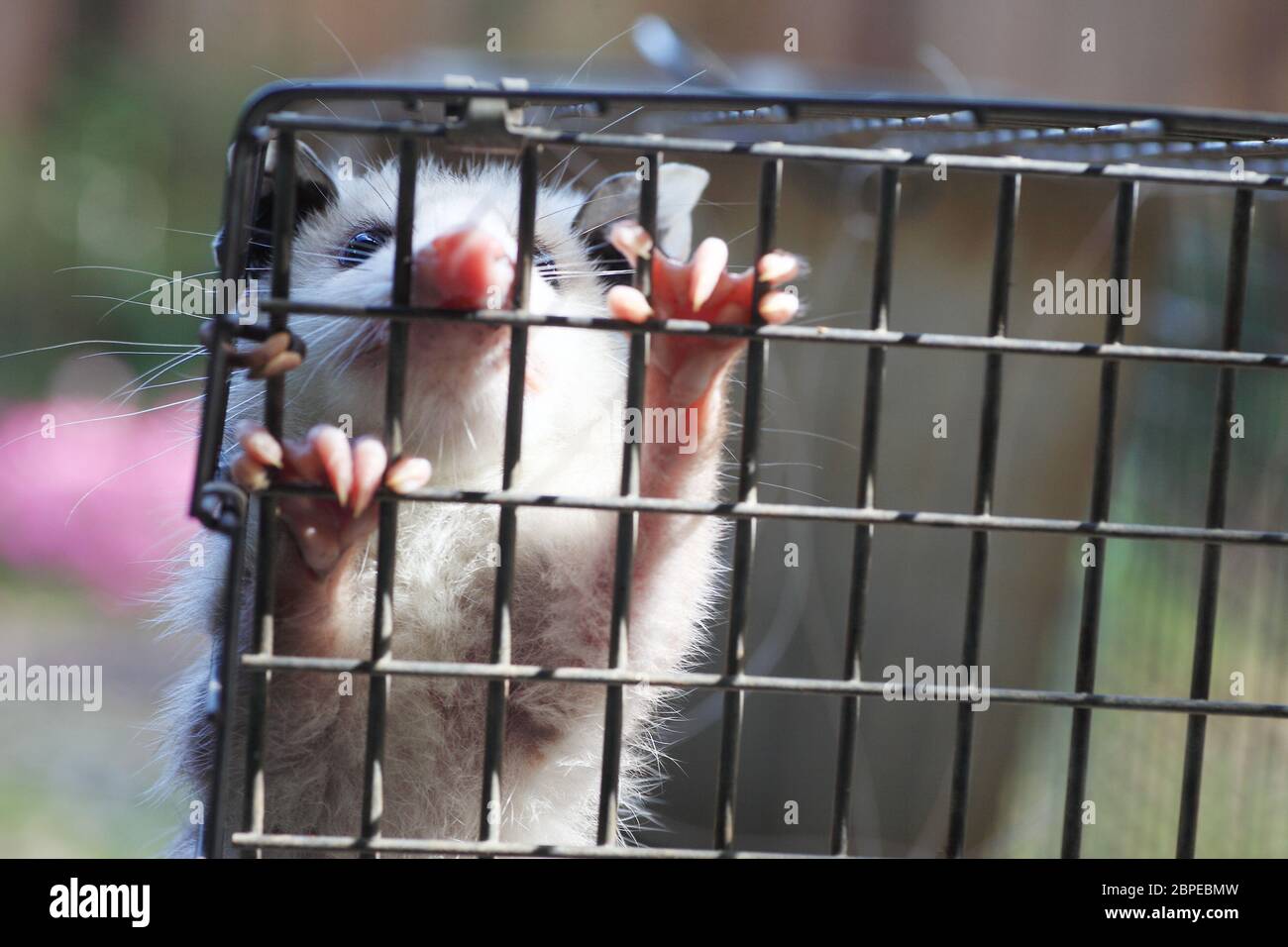 baby possum in humane trap, released in woods Stock Photo - Alamy