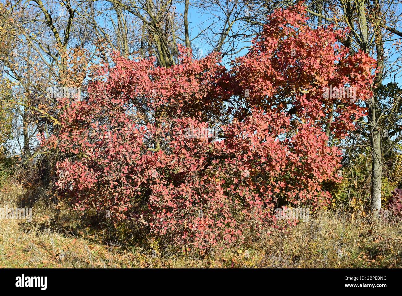 Autumn red color of leaves of cotinus coggygria. Paints of fall Stock ...
