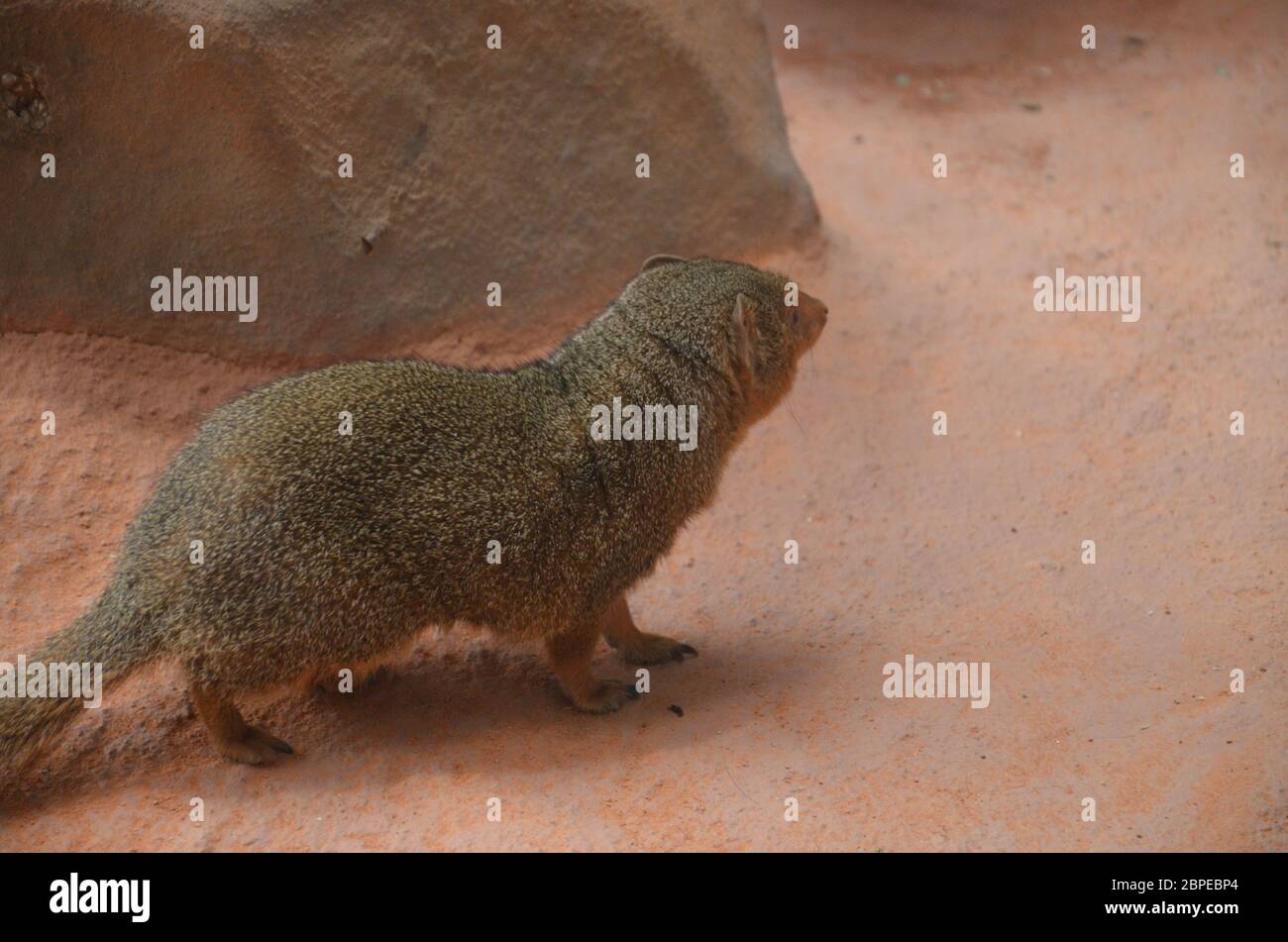 Korkeasaari zoo in helsinki hi-res stock photography and images - Alamy