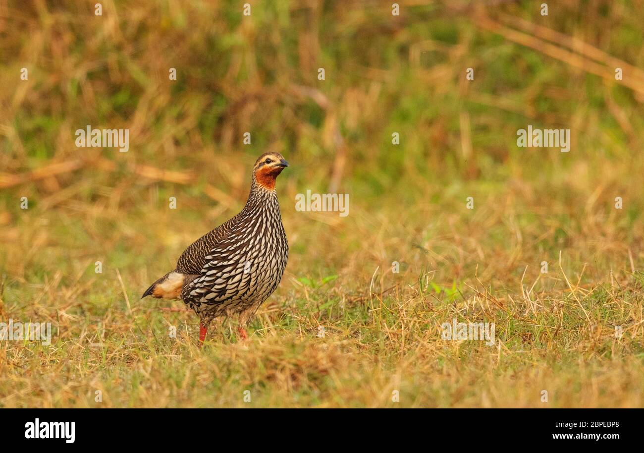 Swamp francolin, Francolinus gularis, Maguri Beel, Tinsukia district ...
