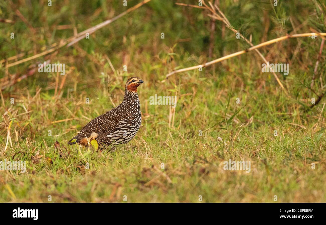 Swamp francolin, Francolinus gularis, Maguri Beel, Tinsukia district ...