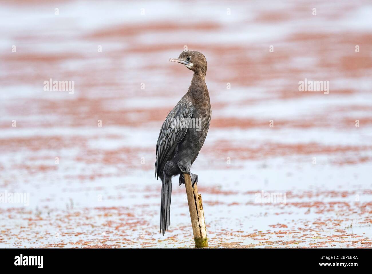 Little Cormorant, Microcarbo niger, Maguri Beel, Tinsukia district ...