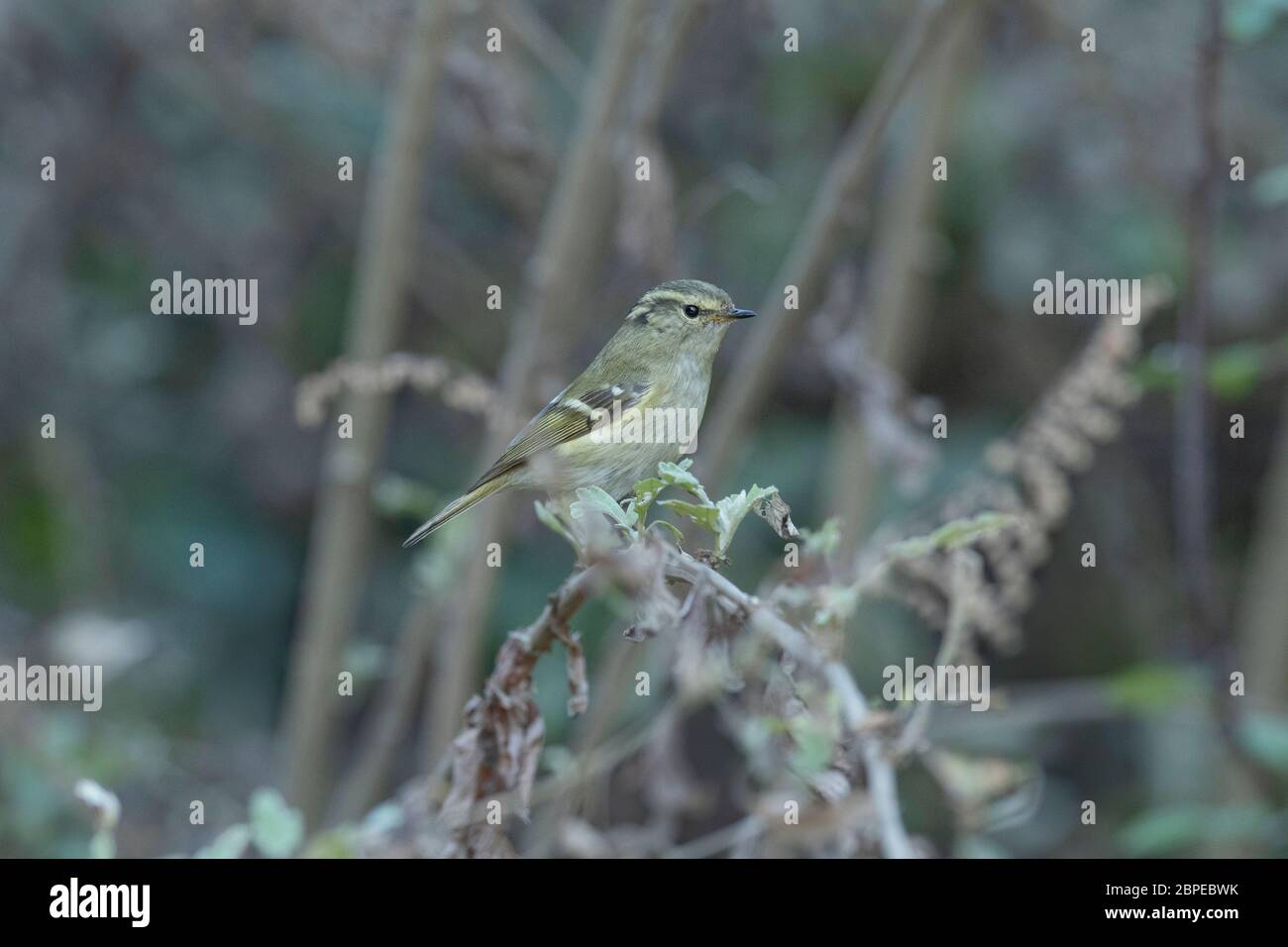 Lemon-rumped warbler or pale-rumped warbler, Phylloscopus chloronotus ...