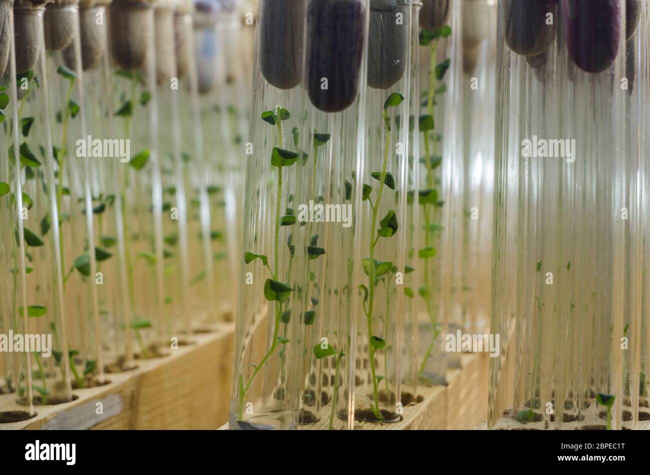 Laboratory with test tubes. Breeding and genetics. Scientific discovery ...