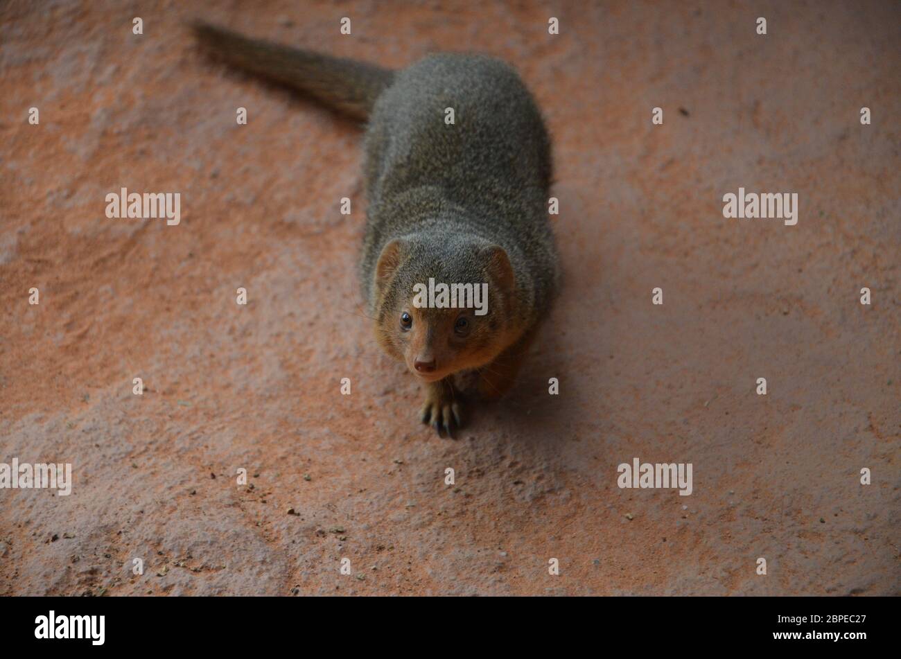 Dwarf mongoose portrait in the zoo Stock Photo - Alamy