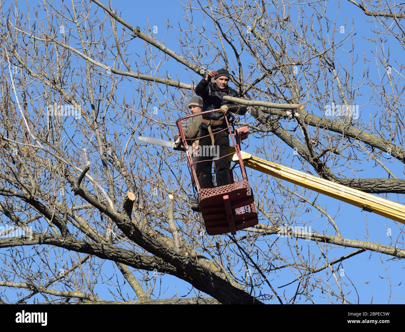 Pruning trees using a lift-arm. Chainsaw Cutting unnecessary branches ...