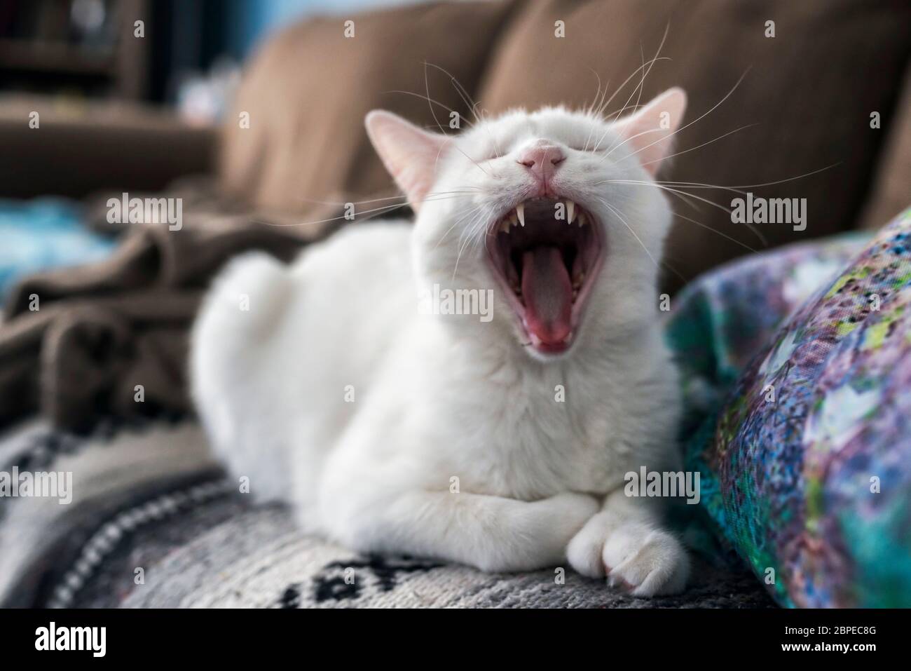 2 year old cat hi-res stock photography and images - Alamy