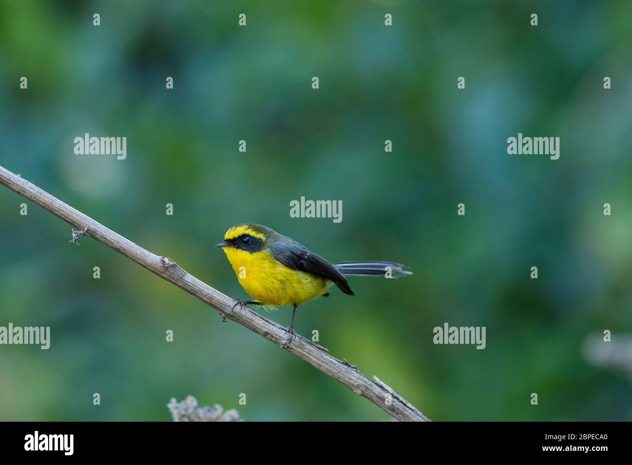 Yellow bellied fantail hi-res stock photography and images - Alamy
