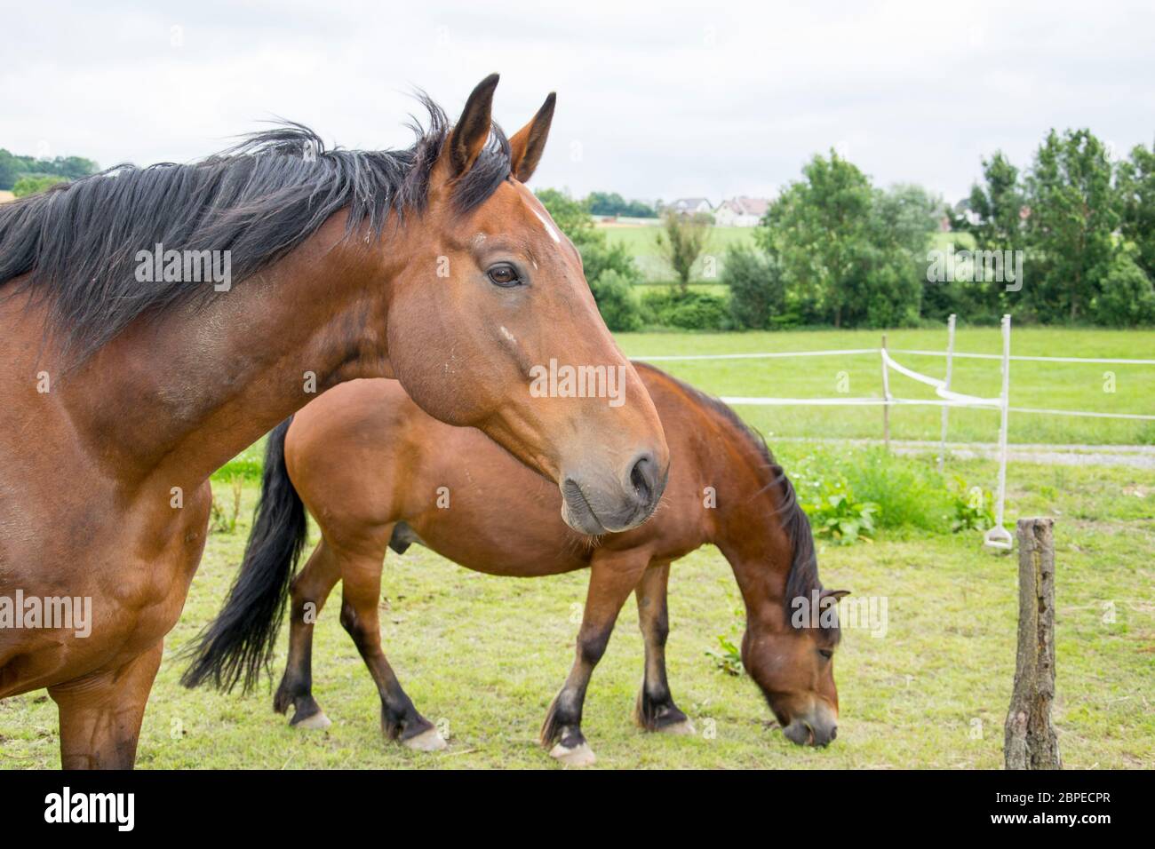 Hengst pony hi-res stock photography and images - Alamy