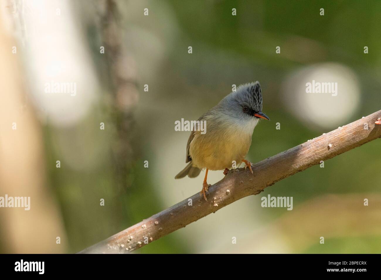 Black-chinned yuhina, Yuhina nigrimenta, Walong, Arunachal Pradesh ...