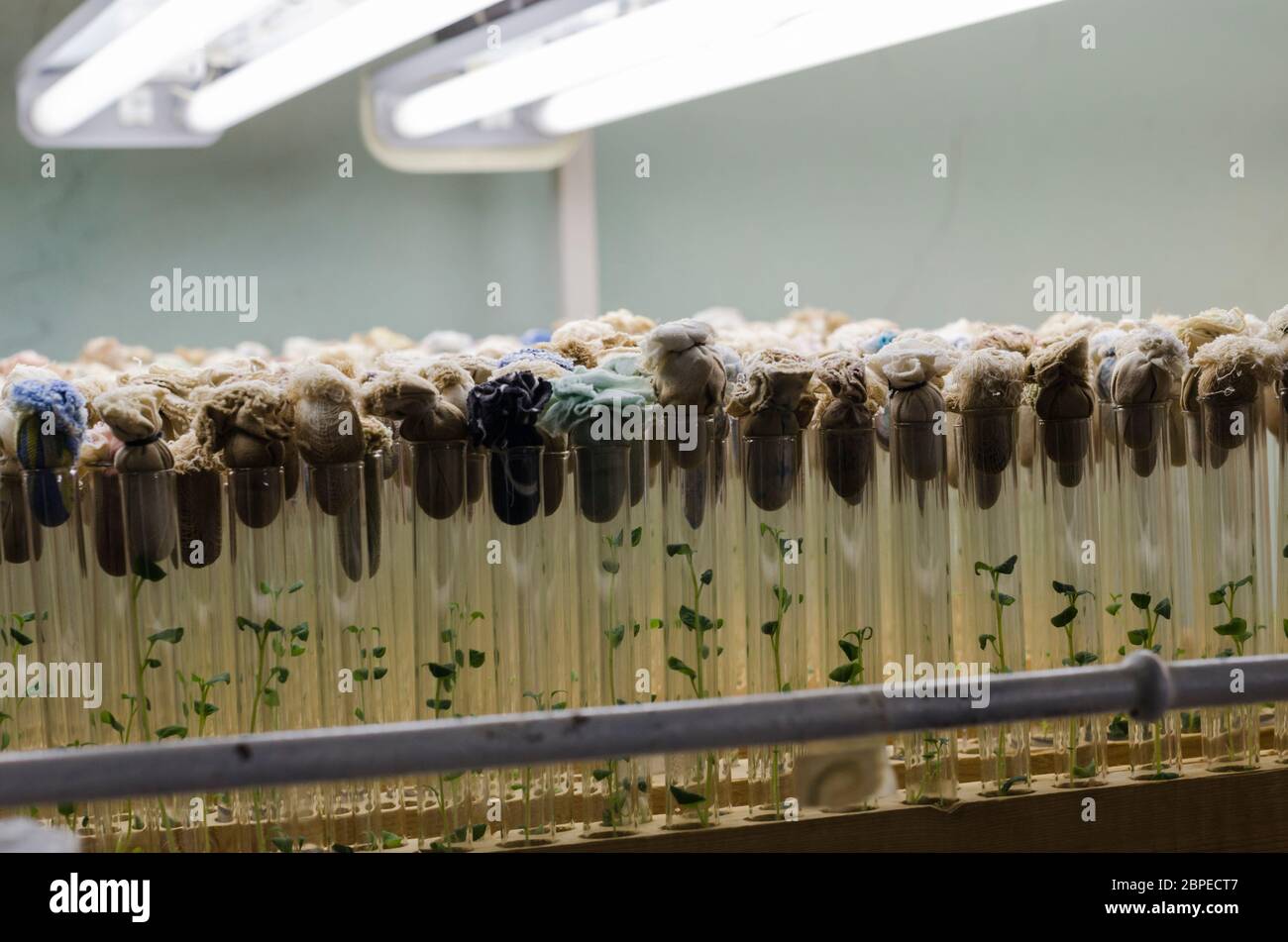 Laboratory with test tubes. Breeding and genetics. Scientific discovery ...